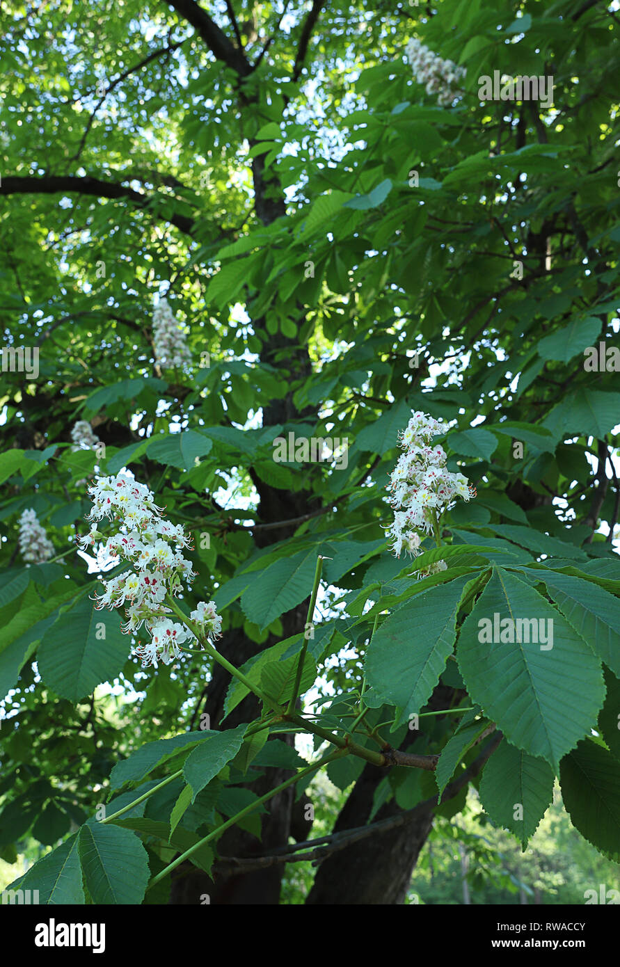 Pring floral hi-res stock photography and images - Alamy