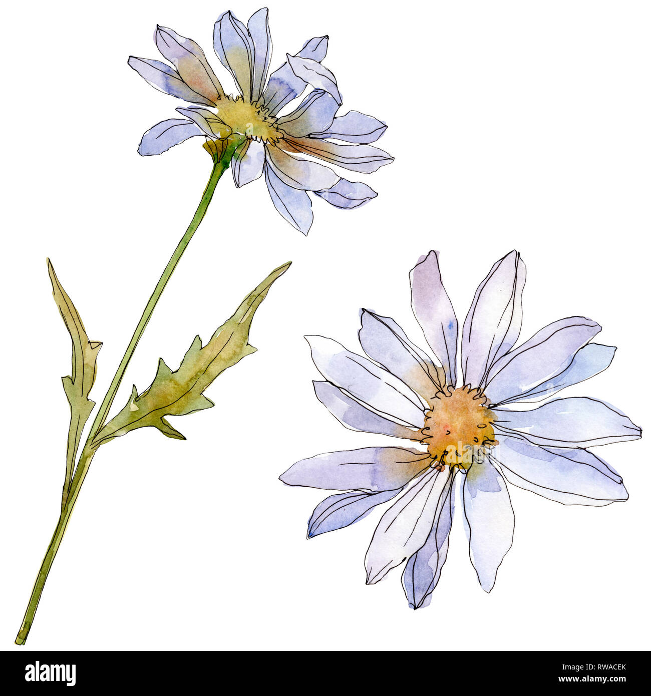 Daisy Leaves Drawing