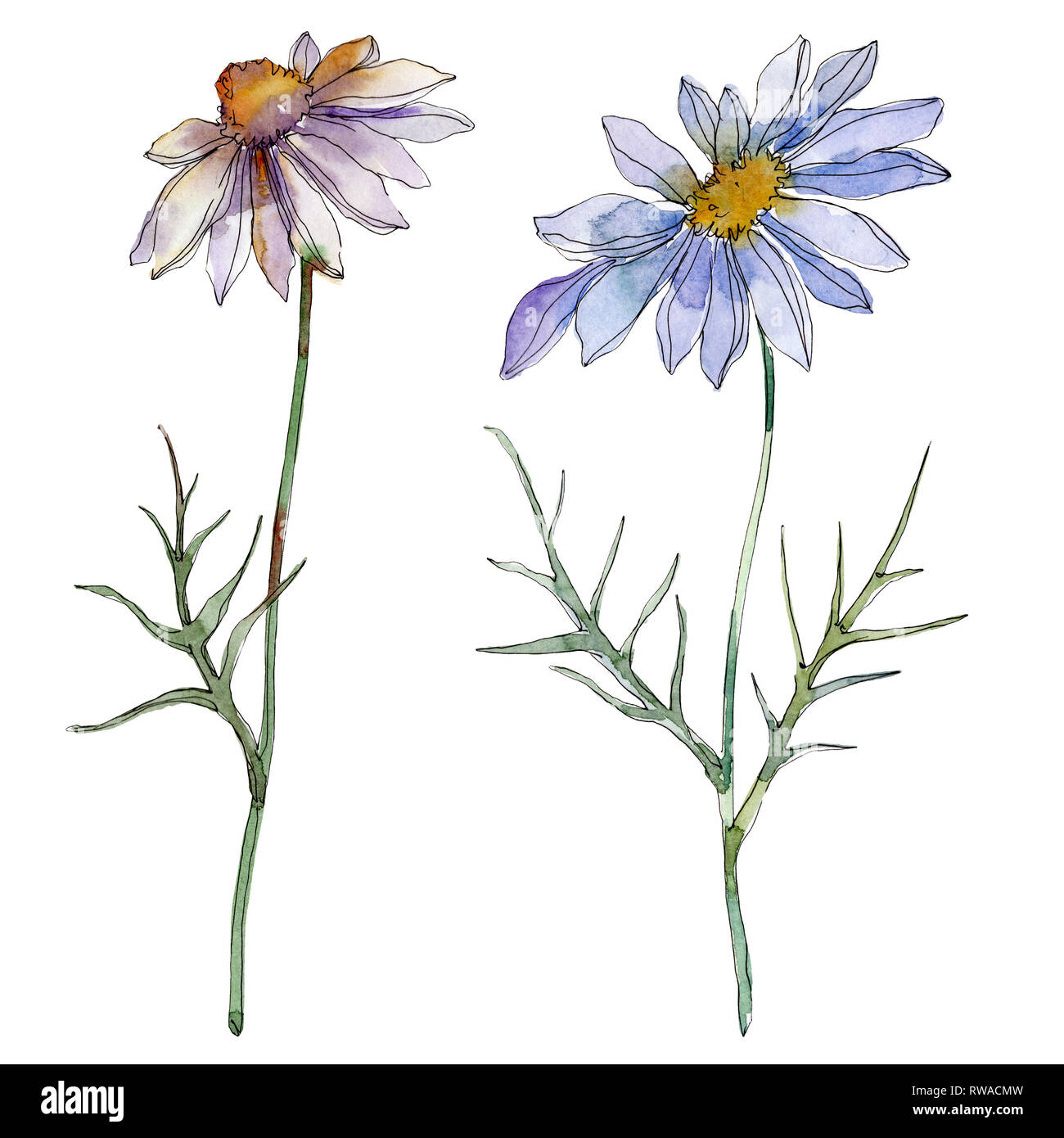 Blue Daisy Flower Drawing