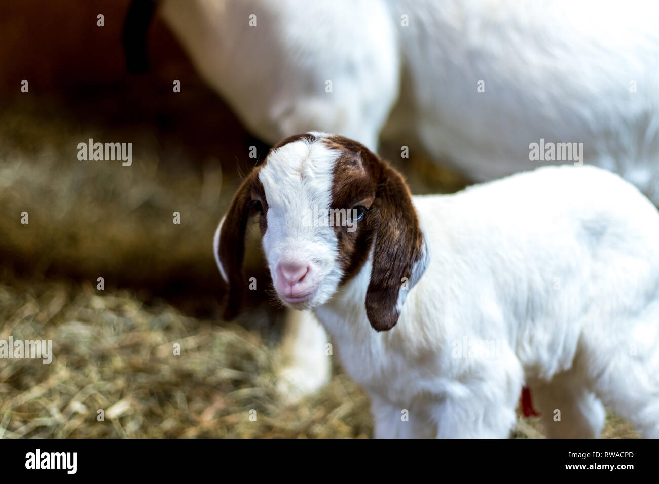 Boer Goat Kids