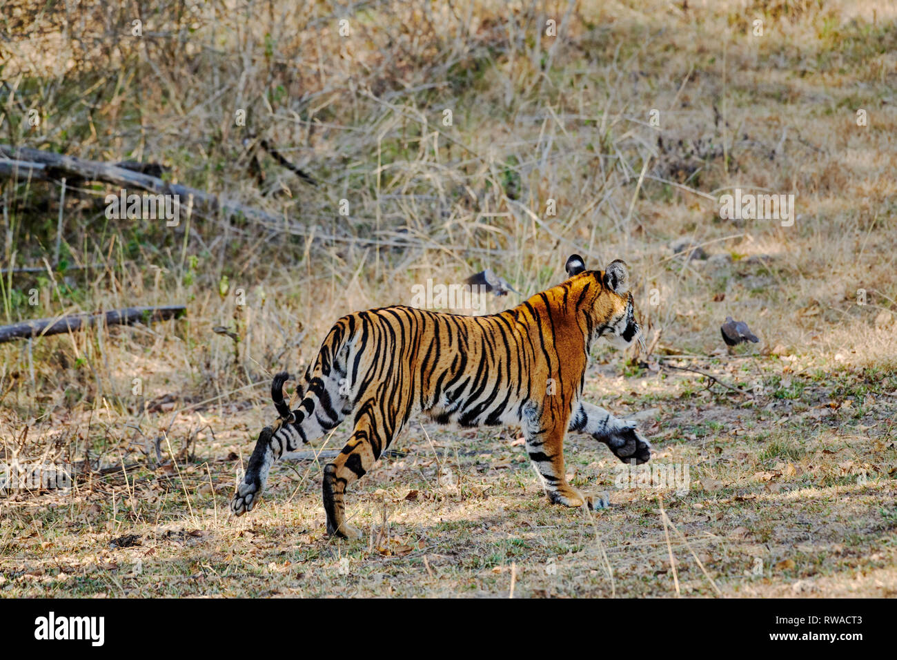 Indian Tiger (Panthera tigris tigris) running away, Bandipur Tiger ...