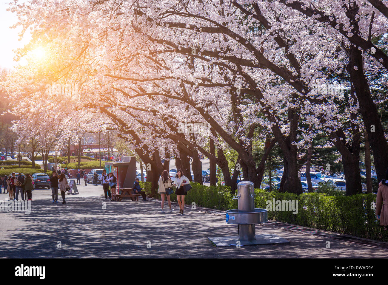 SEOUL - APRIL 06, 2014: Cherry Blossom Festival in spring in Seoul ...