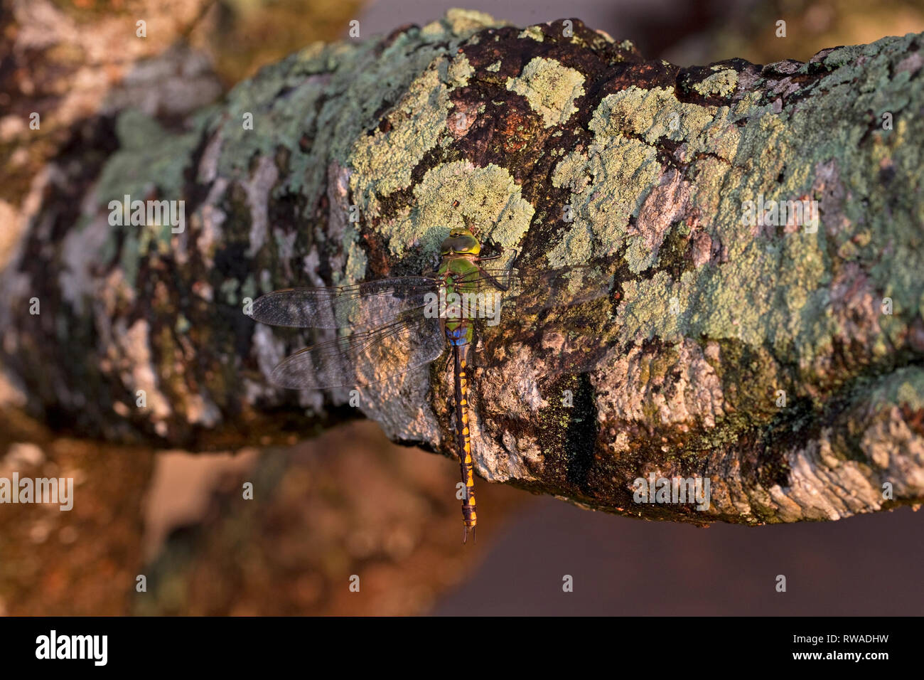 Lesser Green Emperor (Anax indicus Stock Photo - Alamy