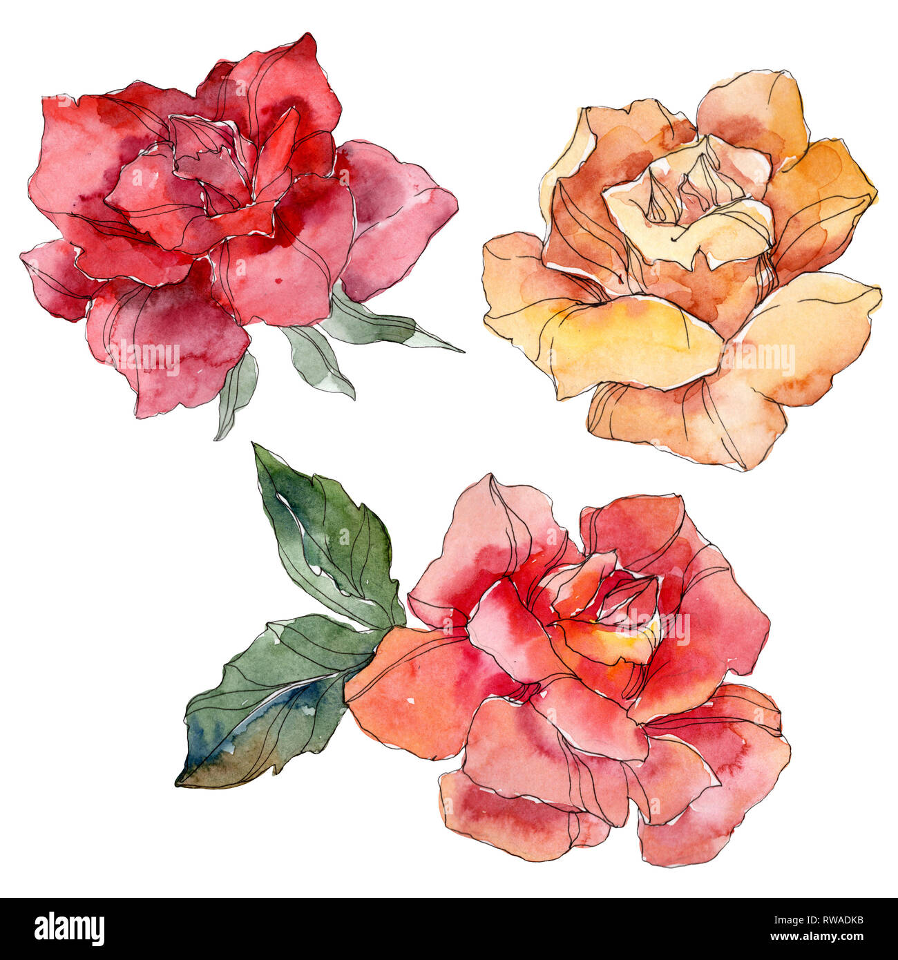 Orange and red Rose floral botanical flower. Wild spring leaf ...