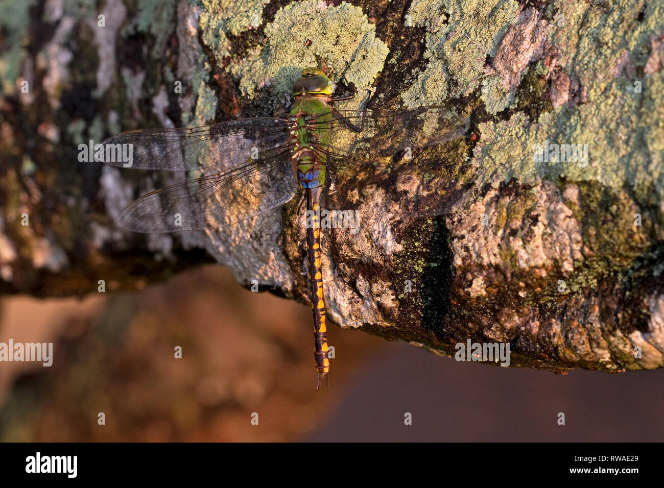 Lesser Green Emperor (Anax indicus Stock Photo - Alamy