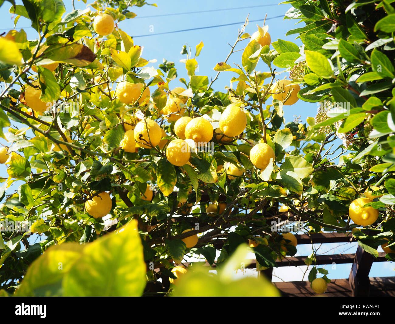 Ripe lemons hanging on a tree in Greece and Cyprus with sun rays ...