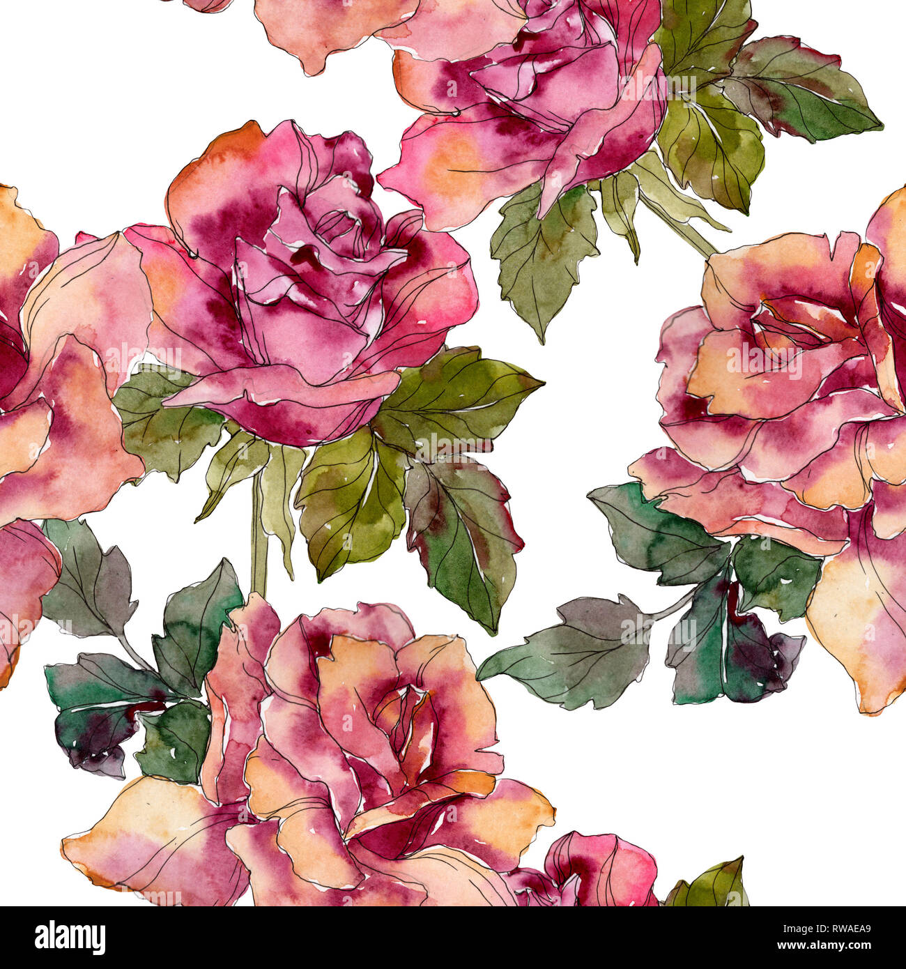 Maroon pink rose floral botanical flower. Wild spring leaf isolated ...