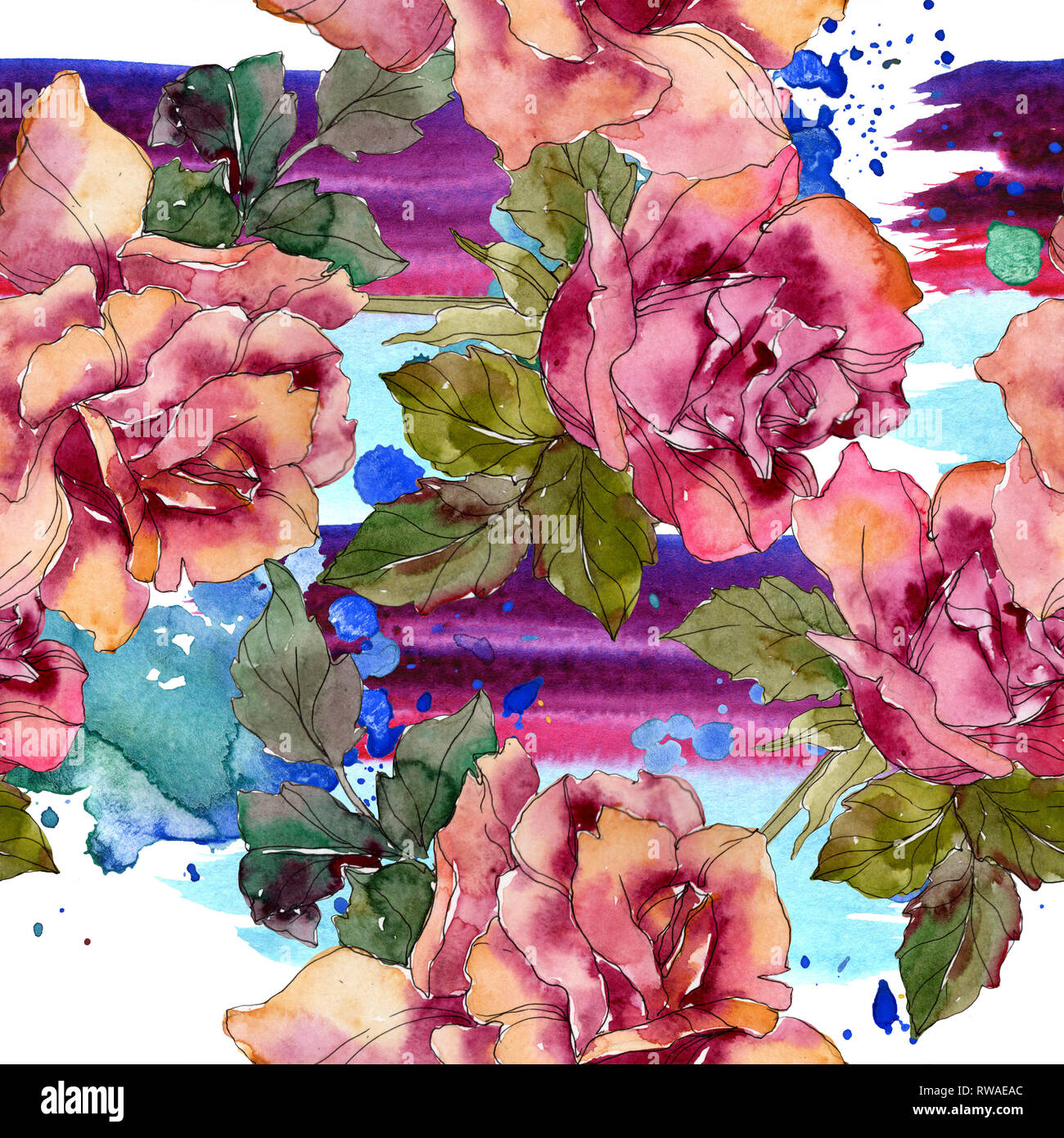 Maroon pink rose floral botanical flower. Wild spring leaf isolated ...