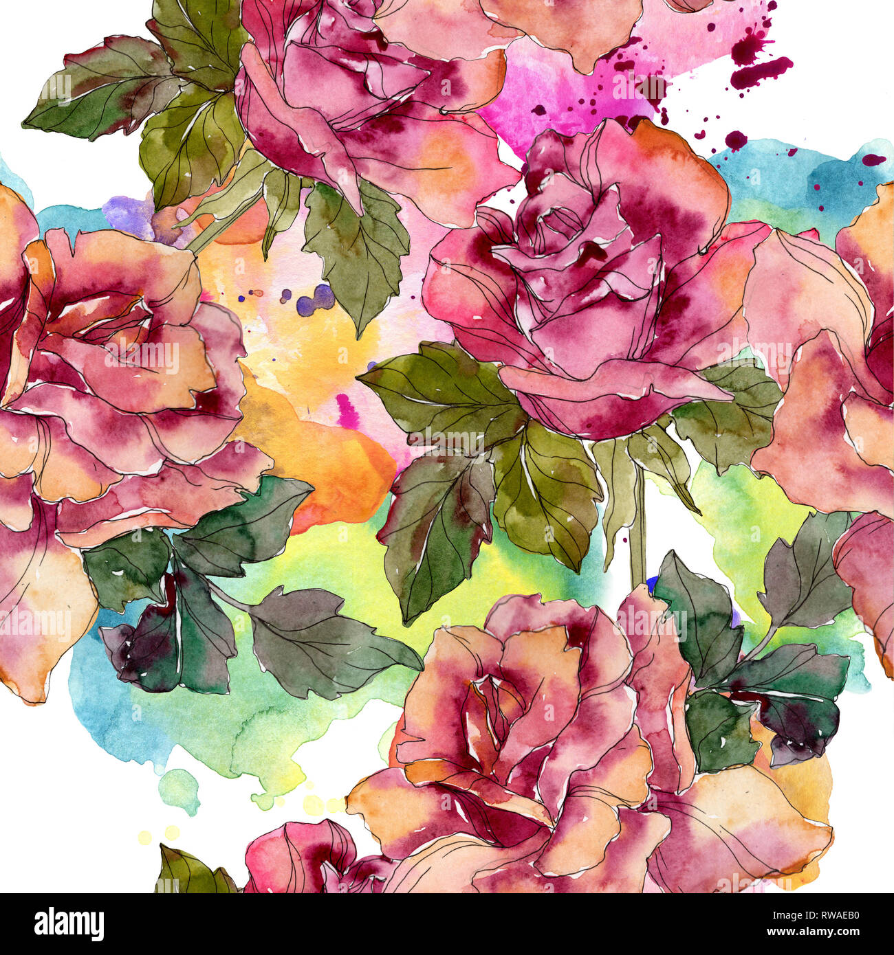 Maroon pink rose floral botanical flower. Wild spring leaf isolated ...