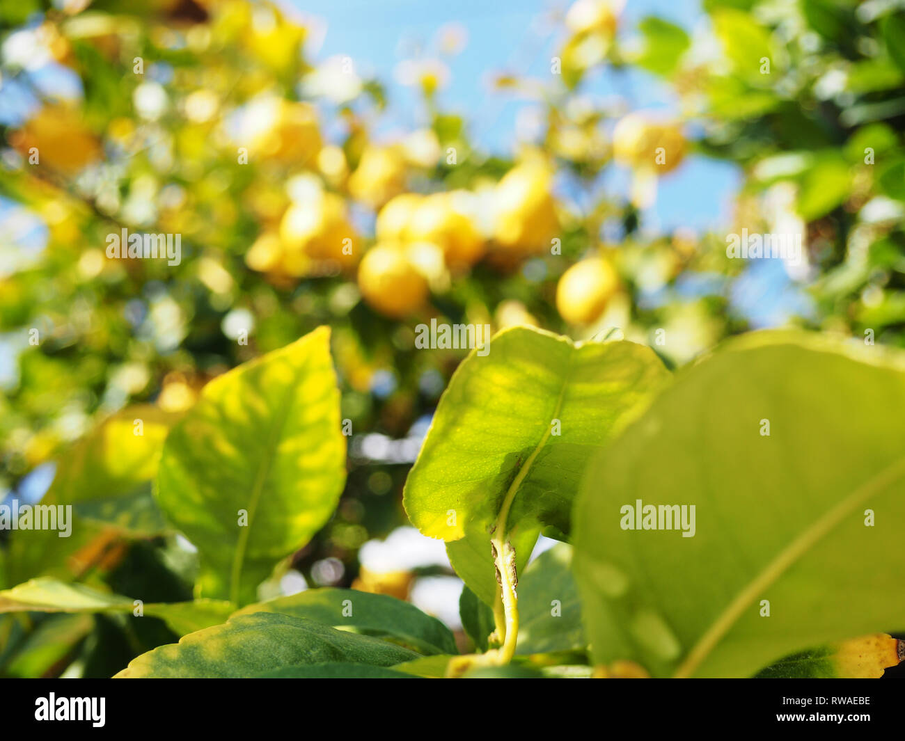 Ripe lemons hanging on a tree in Greece and Cyprus with sun rays ...
