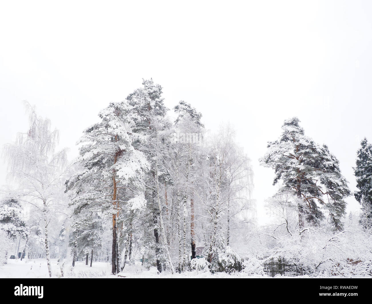 Trees with snow in winter park Stock Photo - Alamy
