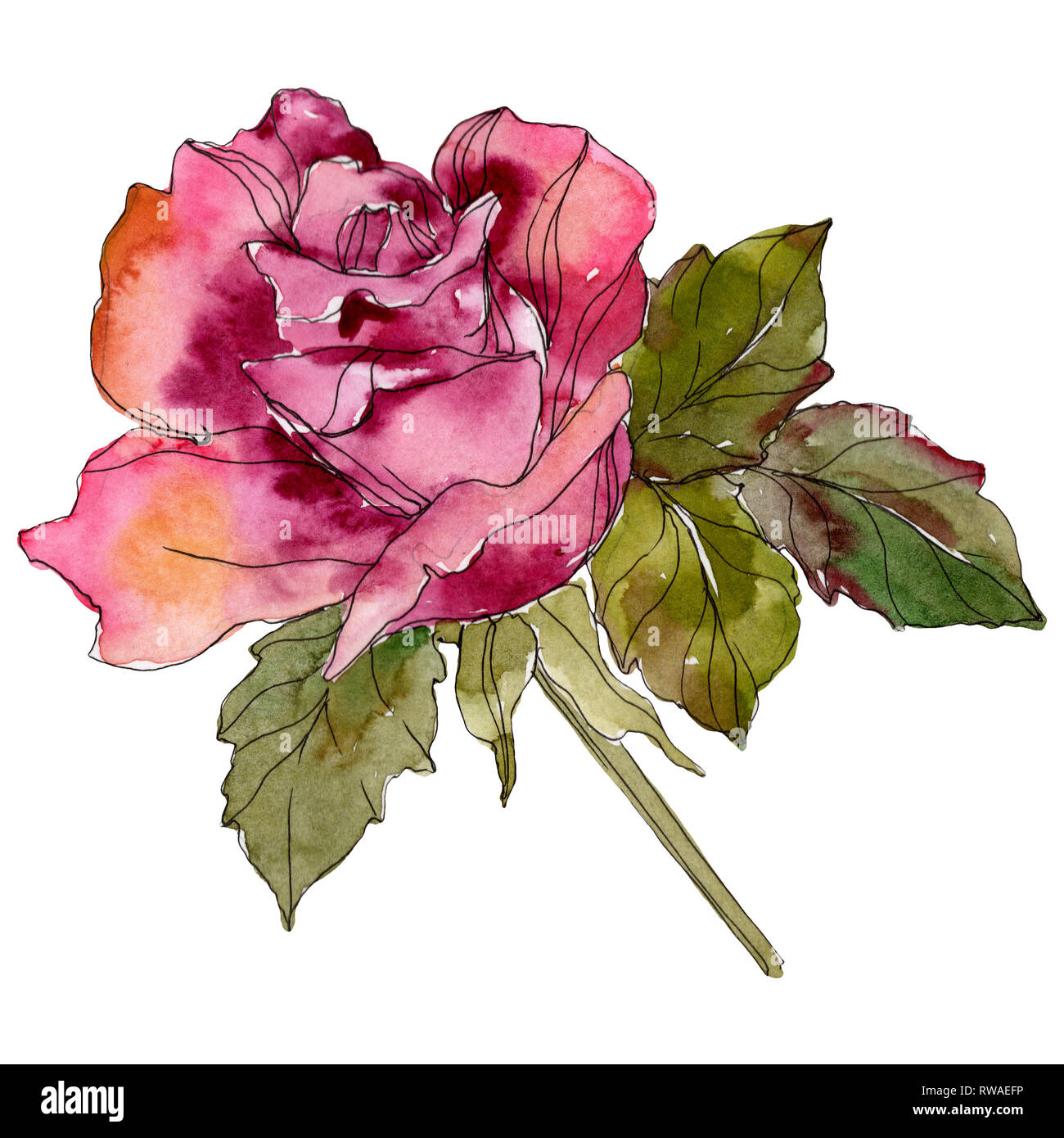 Maroon pink rose floral botanical flower. Wild spring leaf wildflower ...