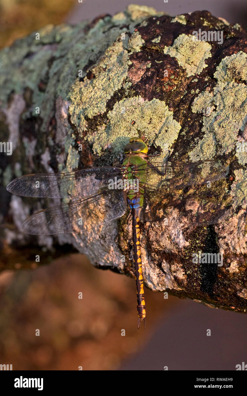 Lesser emperor dragonflies hi-res stock photography and images - Alamy