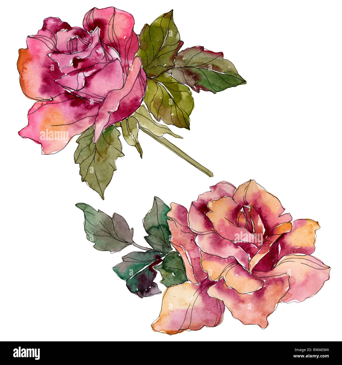 Maroon pink rose floral botanical flower. Wild spring leaf wildflower ...