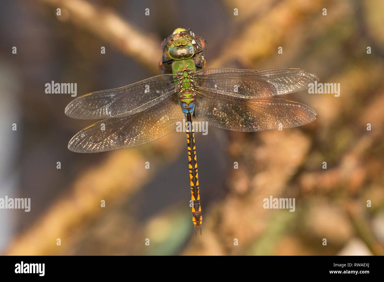 Lesser emperor dragonflies hi-res stock photography and images - Alamy