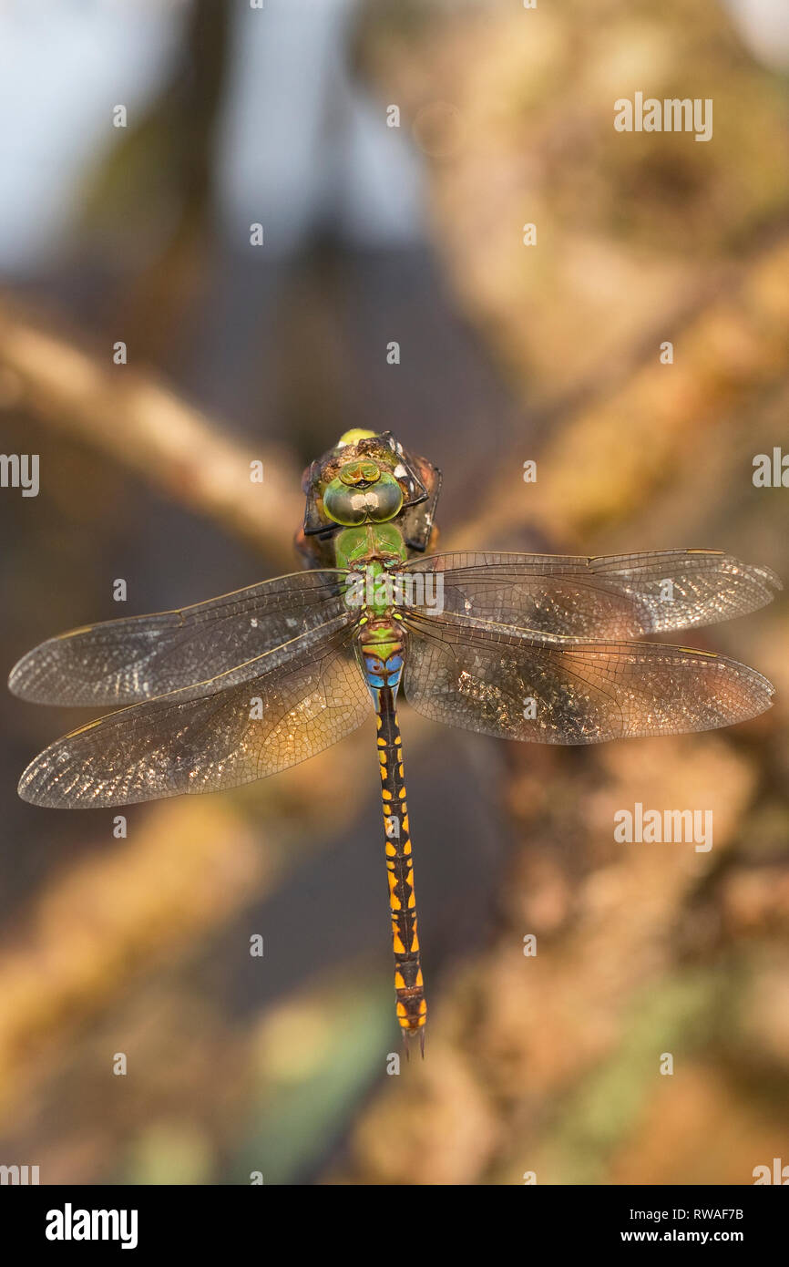 Lesser Green Emperor (Anax indicus Stock Photo - Alamy