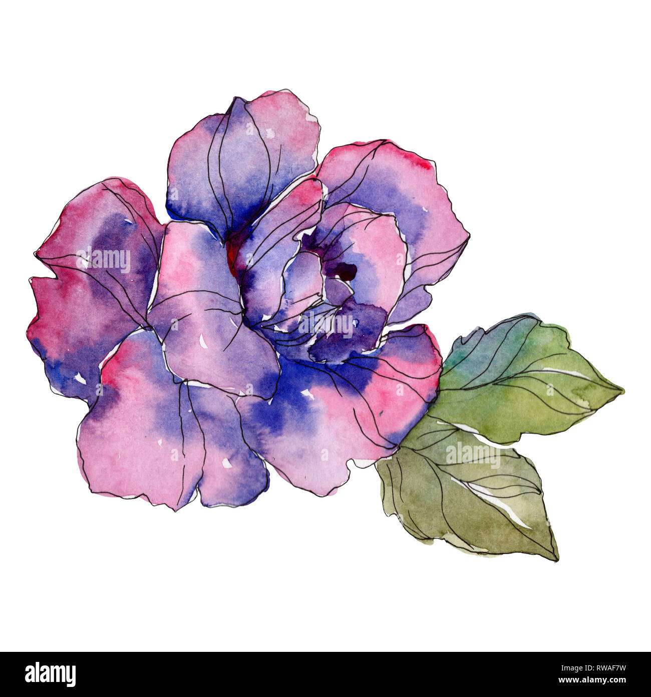 Purple rose floral botanical flower. Wild spring leaf wildflower ...