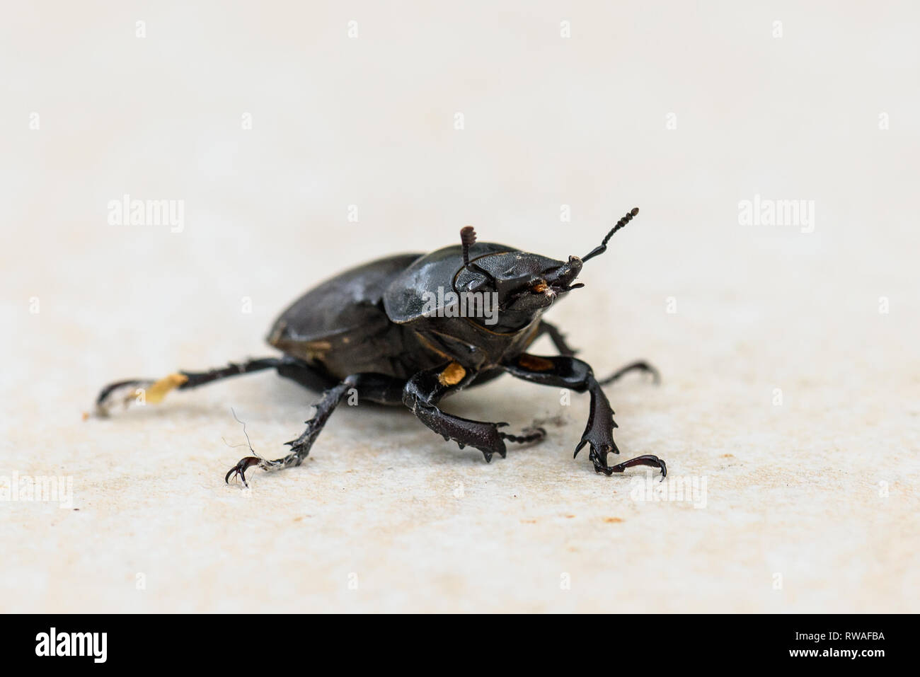 Big female stag beetle Lucanus cervus on terrace tiles. Lucanus cervus ...