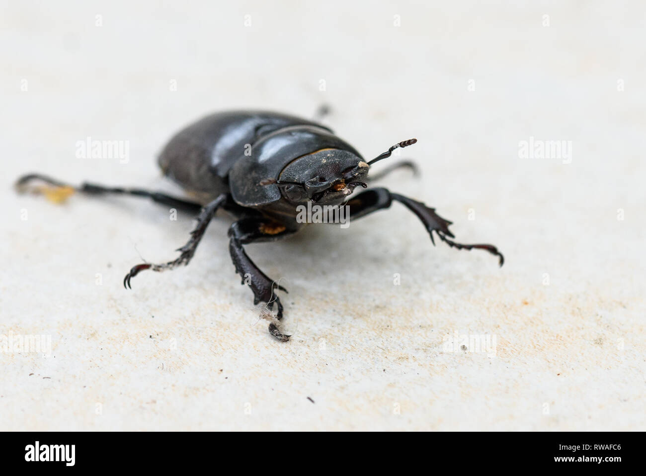 Big female stag beetle Lucanus cervus on terrace tiles. Lucanus cervus ...