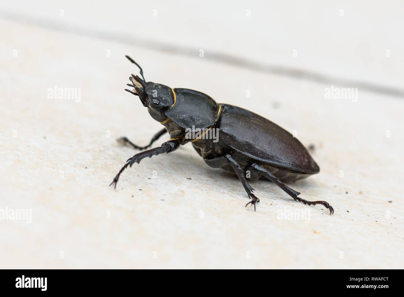 Big female stag beetle Lucanus cervus on terrace tiles. Lucanus cervus ...