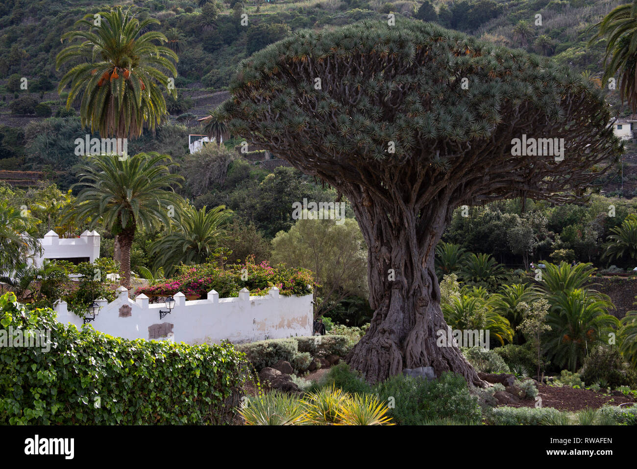 Drago Milenario - the Thousand Year Old Tree, Tenerife Stock Photo - Alamy