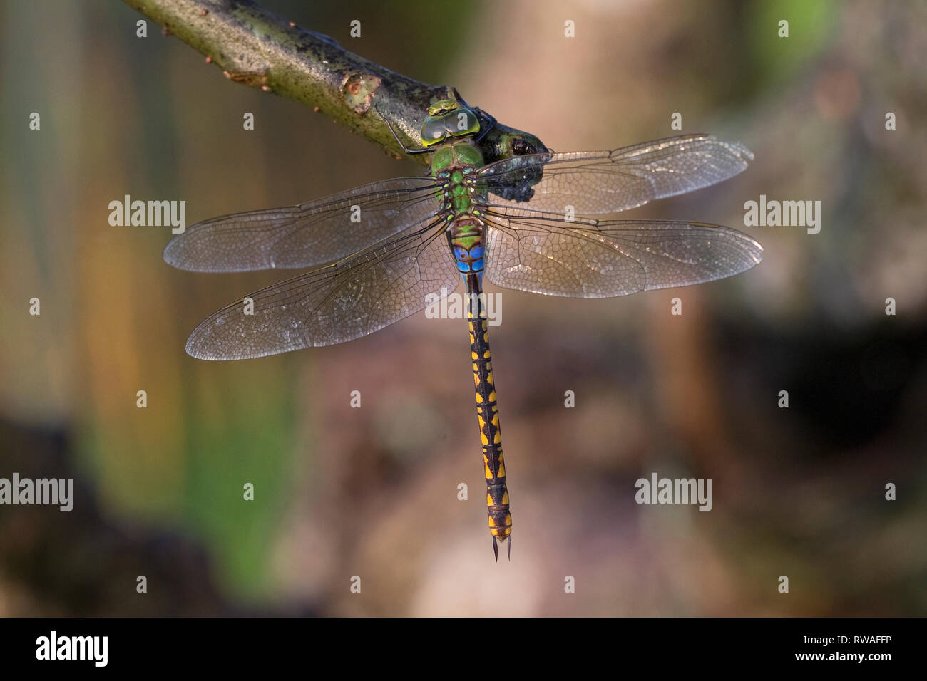 Lesser emperor dragonflies hi-res stock photography and images - Alamy