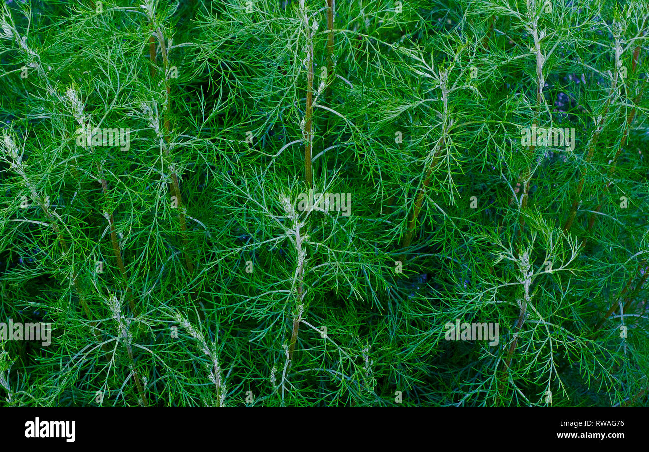 Bush wall texture flora park Stock Photo - Alamy