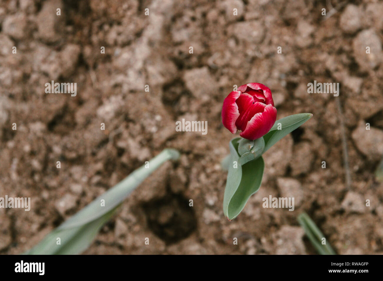 Beautiful tulip, spring flowers grown in a greenhouse.Spring flowers ...