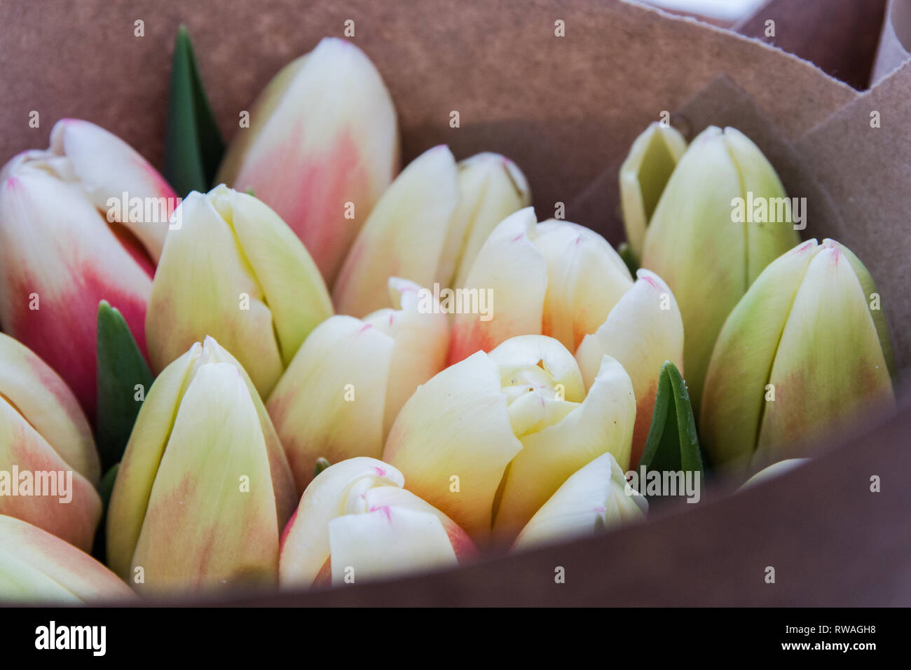 Beautiful Tulips, spring flowers grown in a greenhouse.Spring flowers ...