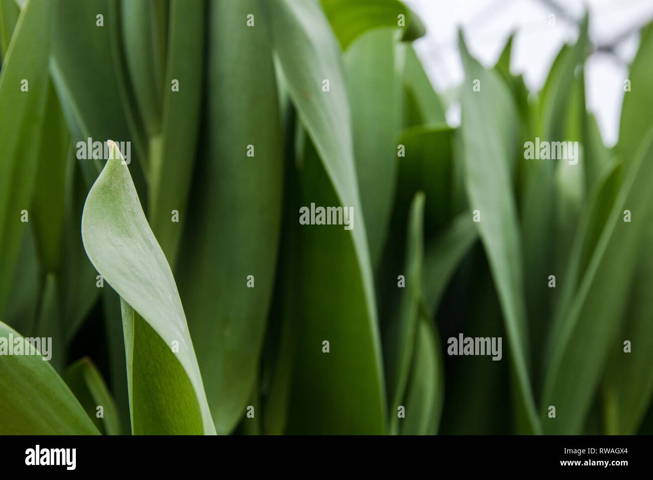 Beautiful green leaves of tulips, spring flowers grown in a greenhouse ...