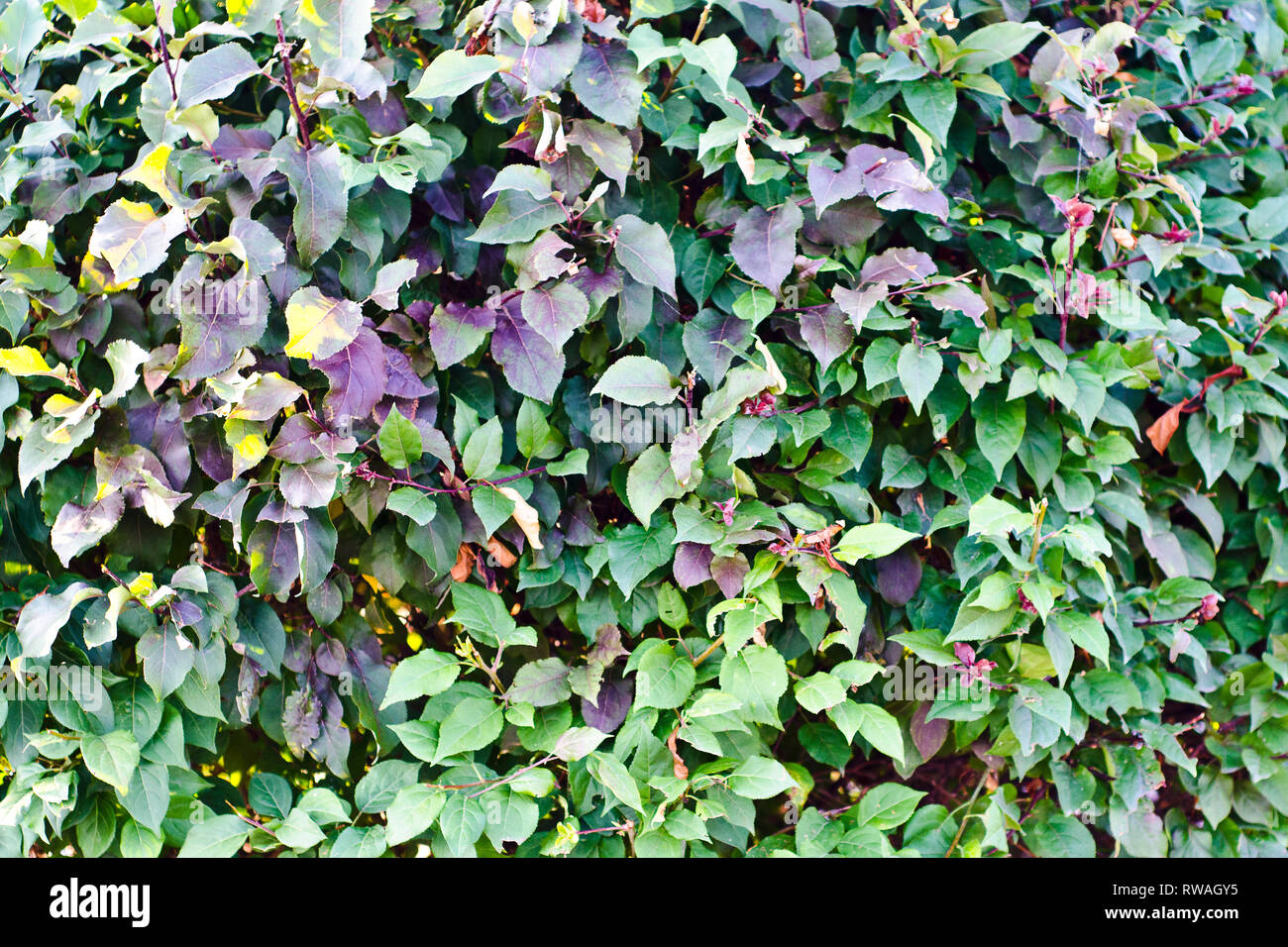 Bush wall texture flora park Stock Photo - Alamy