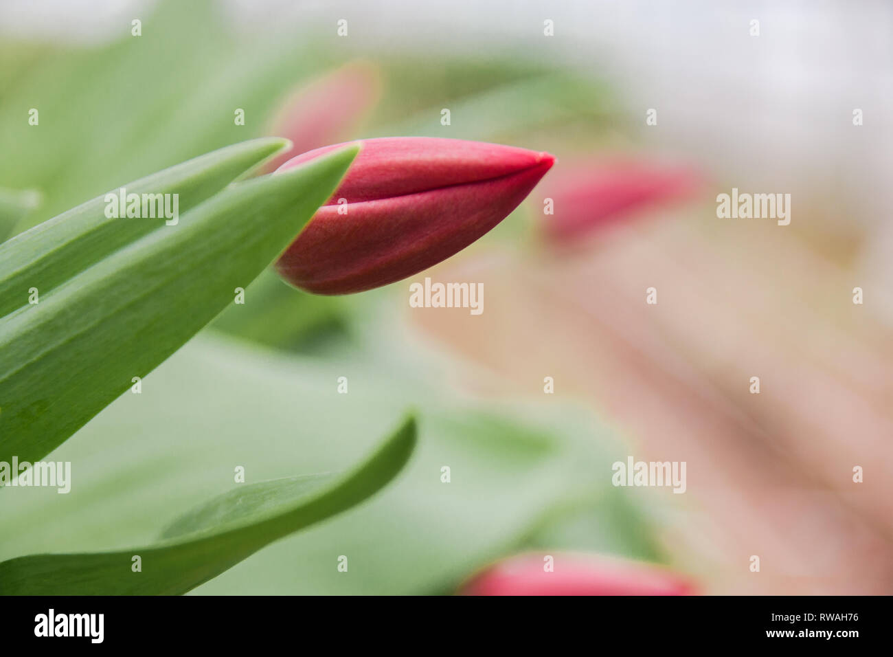 Beautiful pink tulips, spring flowers grown in a greenhouse.Spring ...