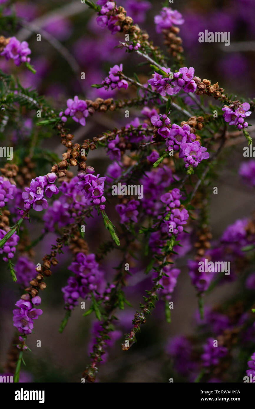 Small tree bush plants leaves hi-res stock photography and images - Alamy