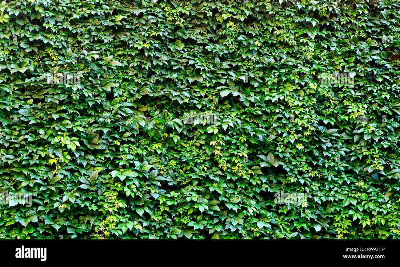 Bush wall texture flora park Stock Photo - Alamy