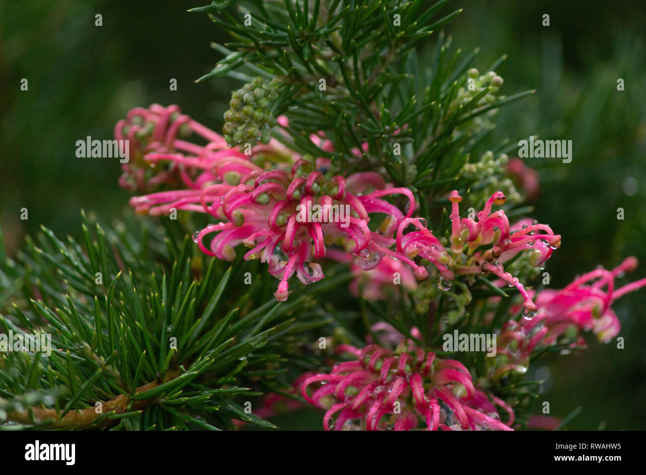 Pink Grevillea Speciosa Stock Photo - Alamy