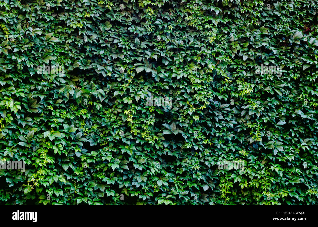 Bush wall texture flora park Stock Photo - Alamy