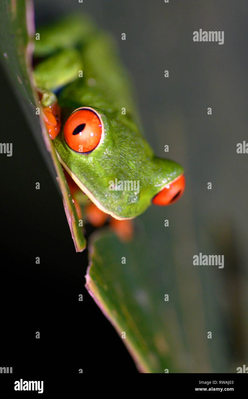 Red Eyed Tree Frog Costa Rica Stock Photo - Alamy