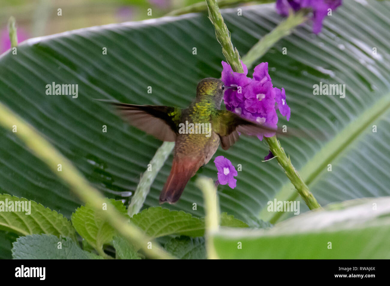Copper Headed Emerald Hummingbird Costa Rica Stock Photo - Alamy