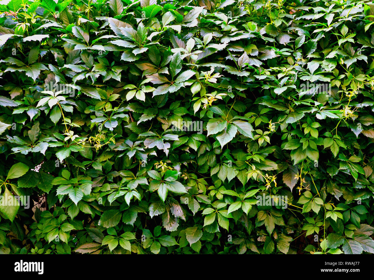 Bush wall texture flora park Stock Photo - Alamy
