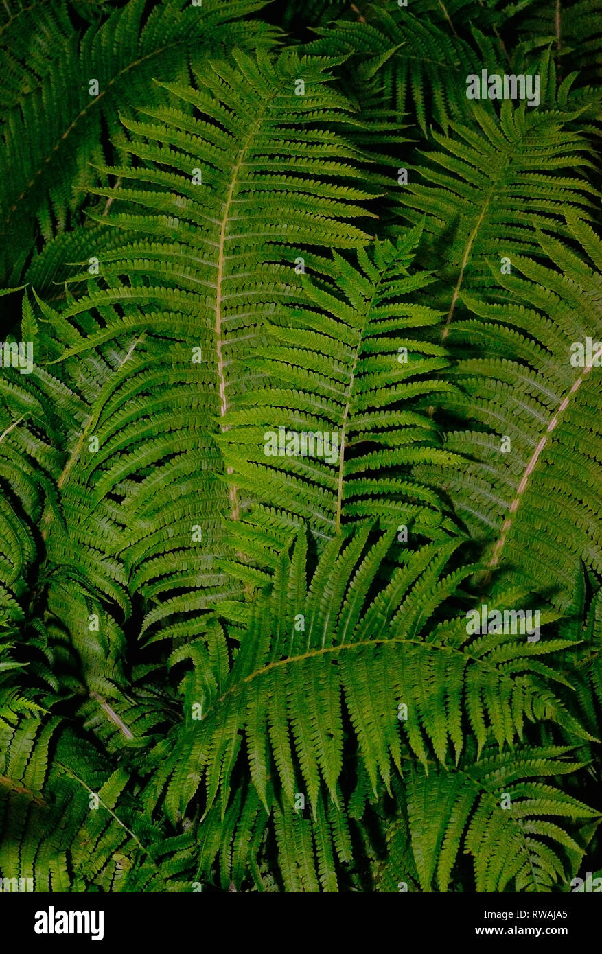 Park plant fern flora texture Stock Photo - Alamy