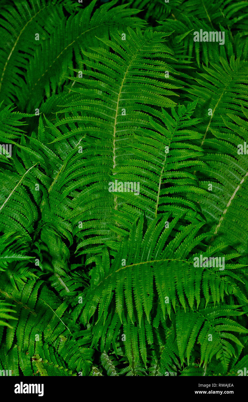 Flora texture hi-res stock photography and images - Alamy