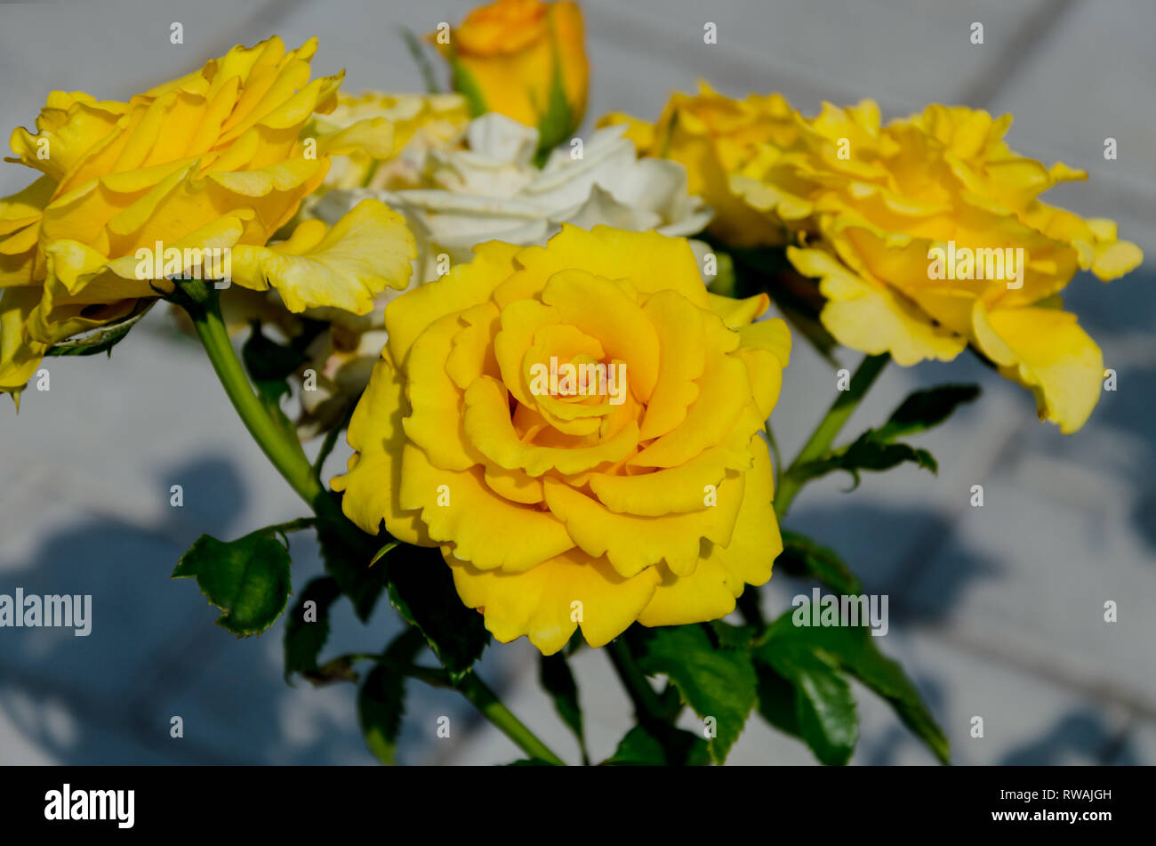 Fragrant garden hi-res stock photography and images - Alamy