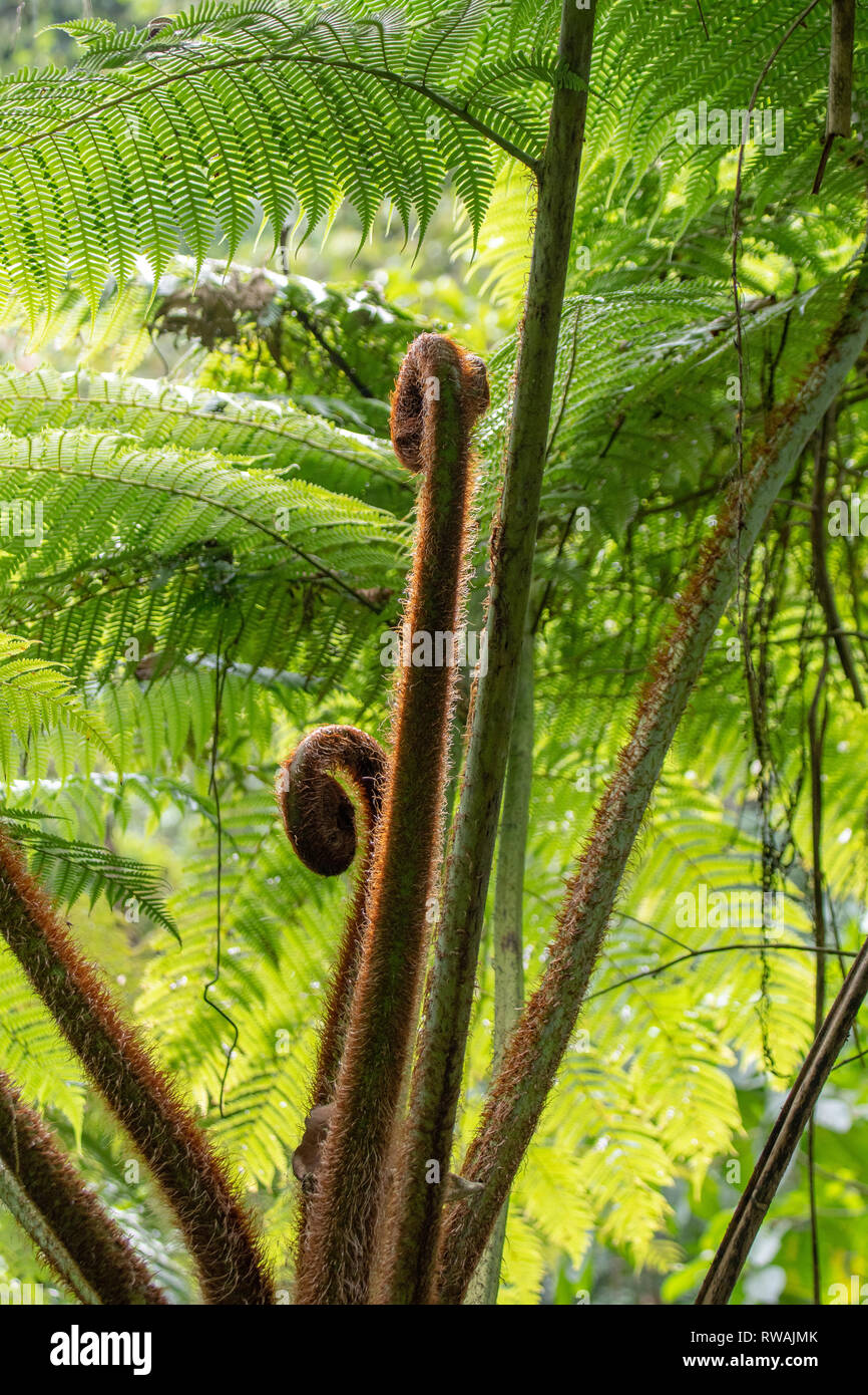 Monkey Tail Fern Cloudforest Costa Rica Stock Photo - Alamy