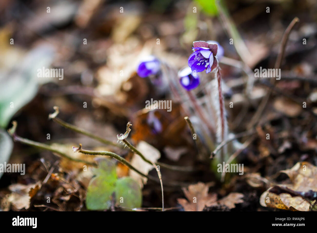 First fresh blue violets in the forest. Blue spring wildflowers ...