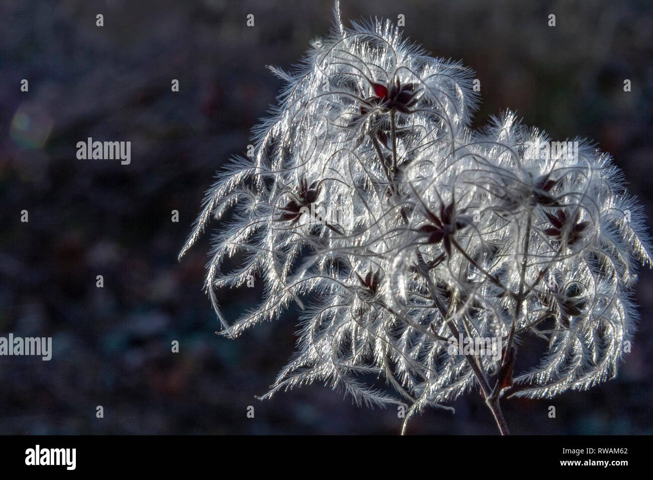 fluffy clematis seeds detail in dark back Stock Photo - Alamy