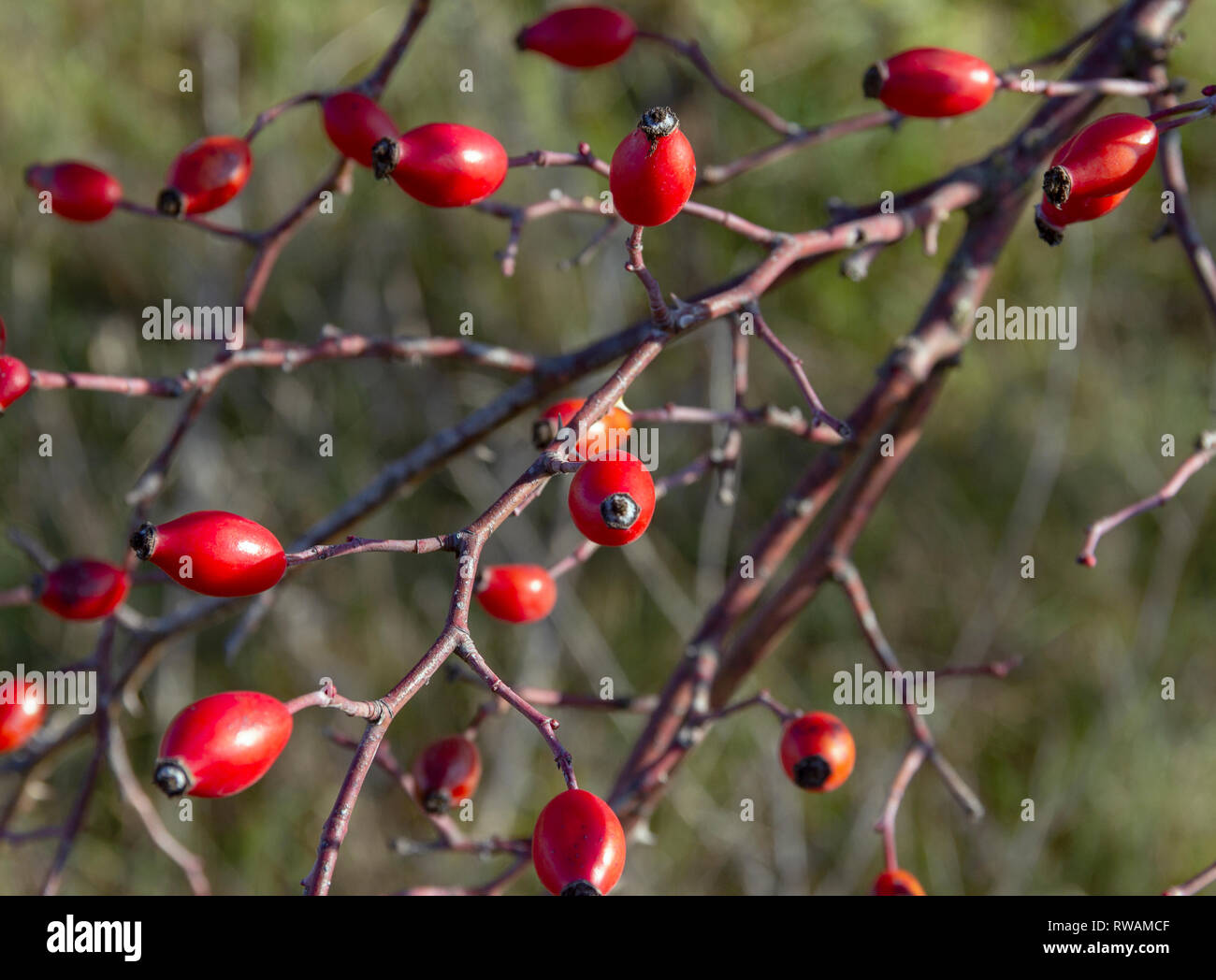Rose hip fruits hi-res stock photography and images - Alamy