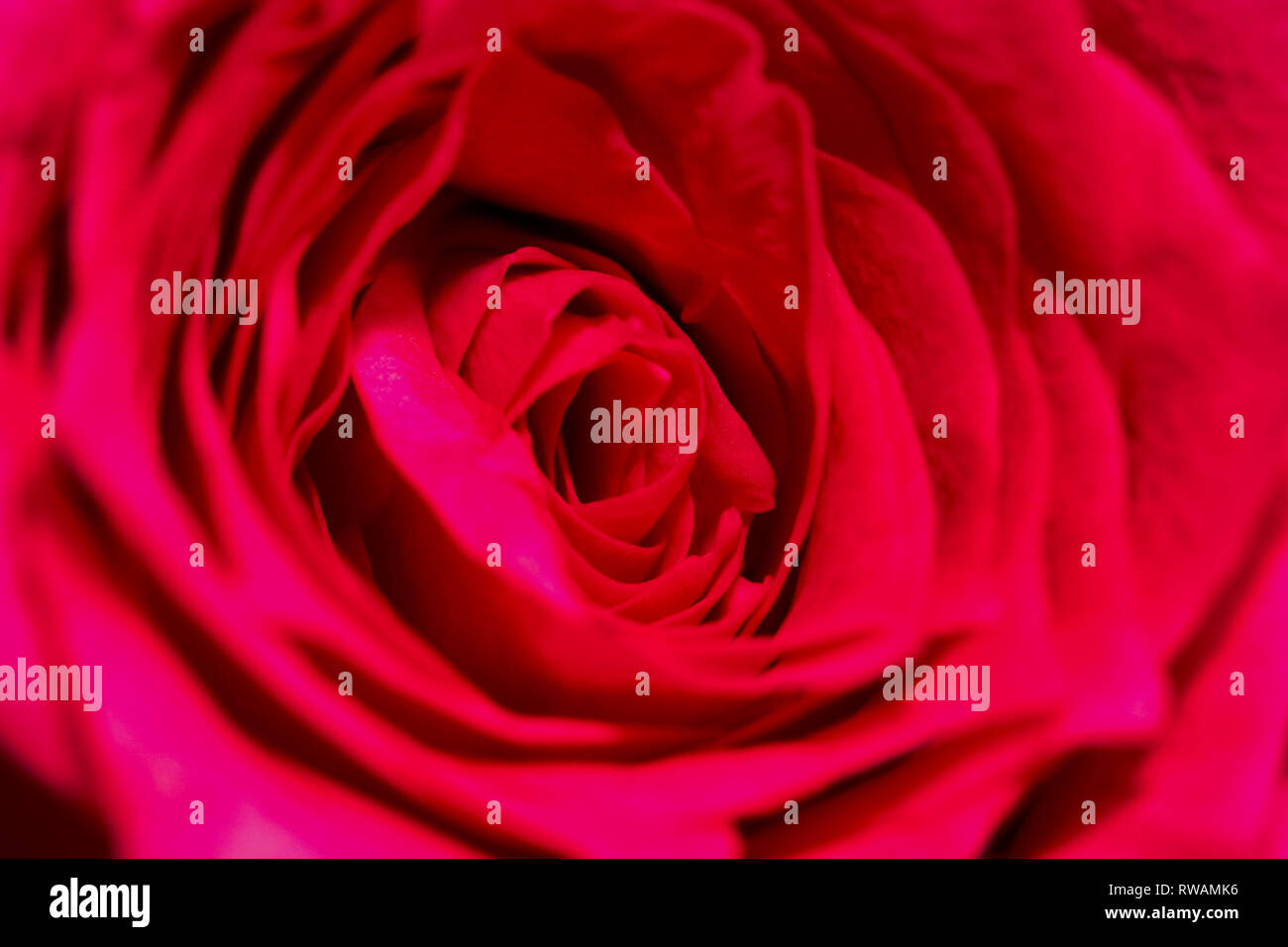 Pinkish hi-res stock photography and images - Alamy