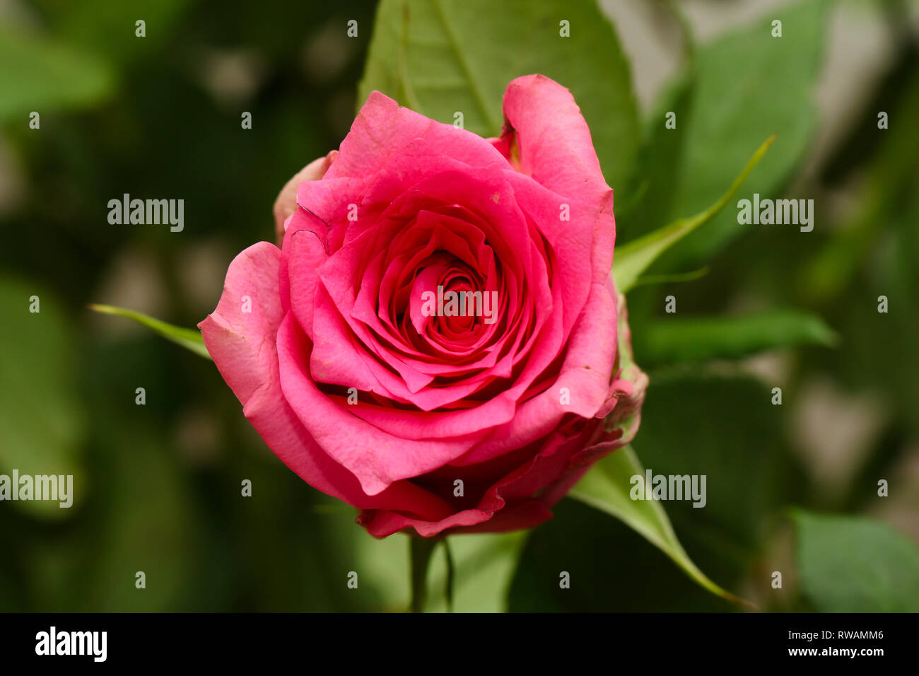 Red pinkish hi-res stock photography and images - Alamy