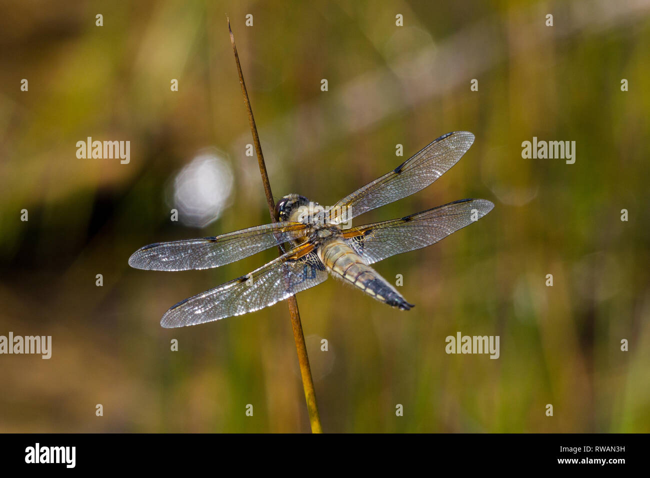 Four spotted chaser dragonfly Stock Photo - Alamy