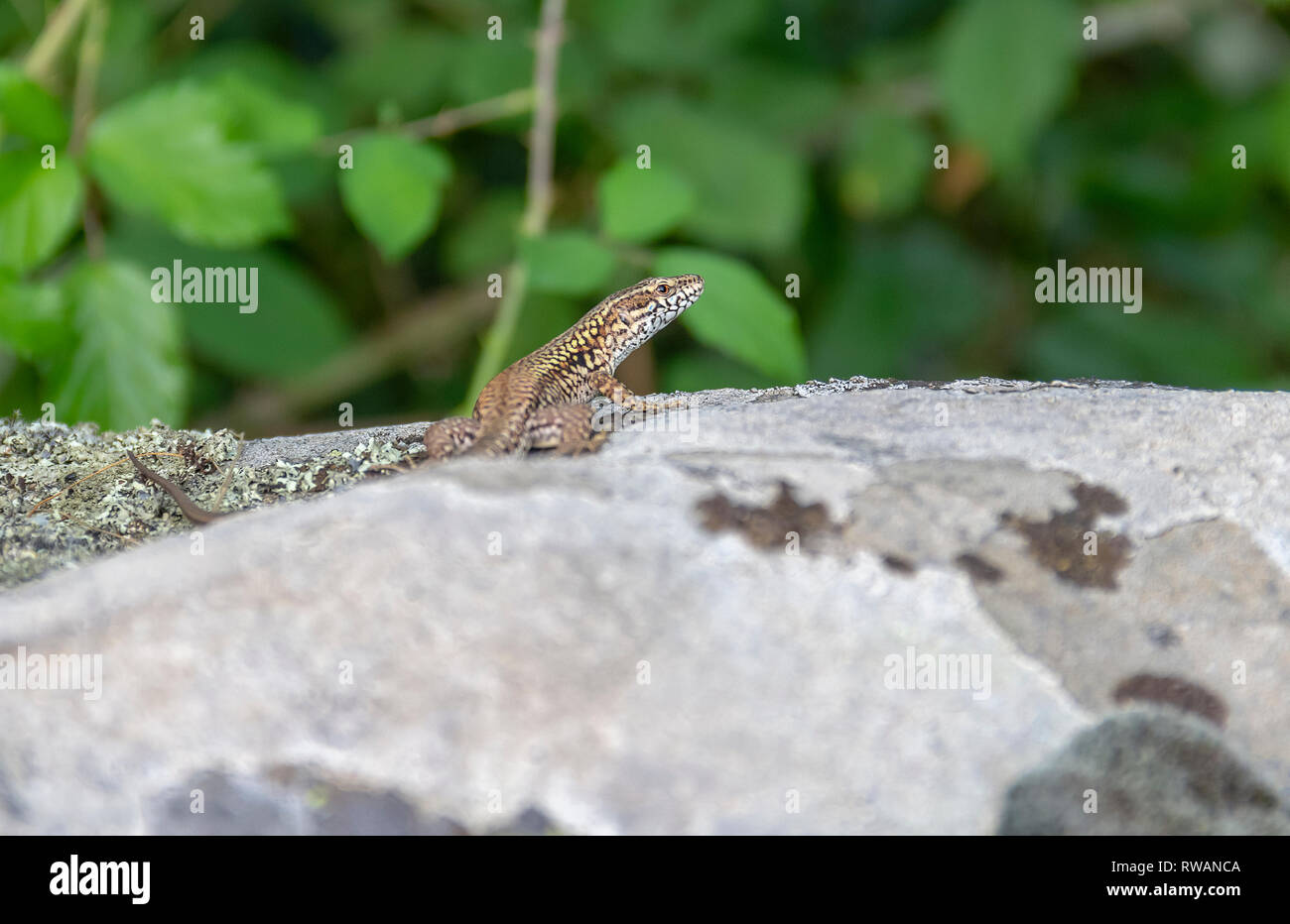 small lizard resting on a stone seen in southern France Stock Photo - Alamy